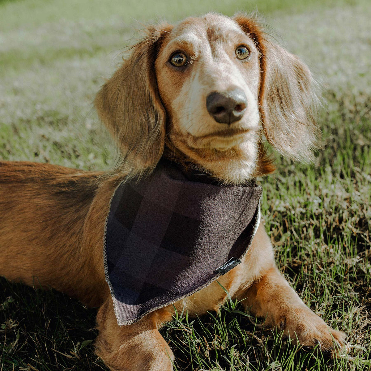 Dog Bandana - Murked | Dixxon Flannel Co. – DIXXON EUROPE